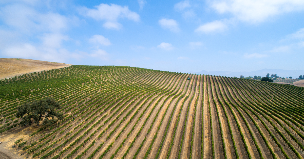 Beckmen Vineyards | A Study in Syrah: The Block Six Vertical