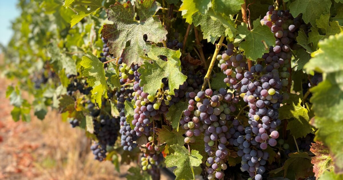 Beckmen Vineyards | From Green to Gorgeous: Veraison’s Peak