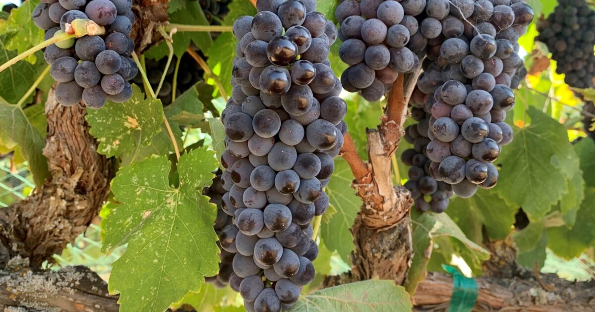 Beckmen Vineyards | Syrah, Our Signature Grape
